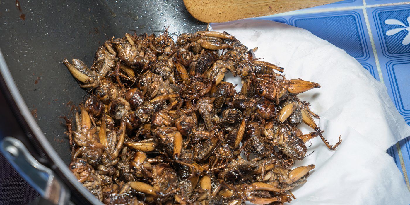 Eating Insects For Food: What Are the Benefits?