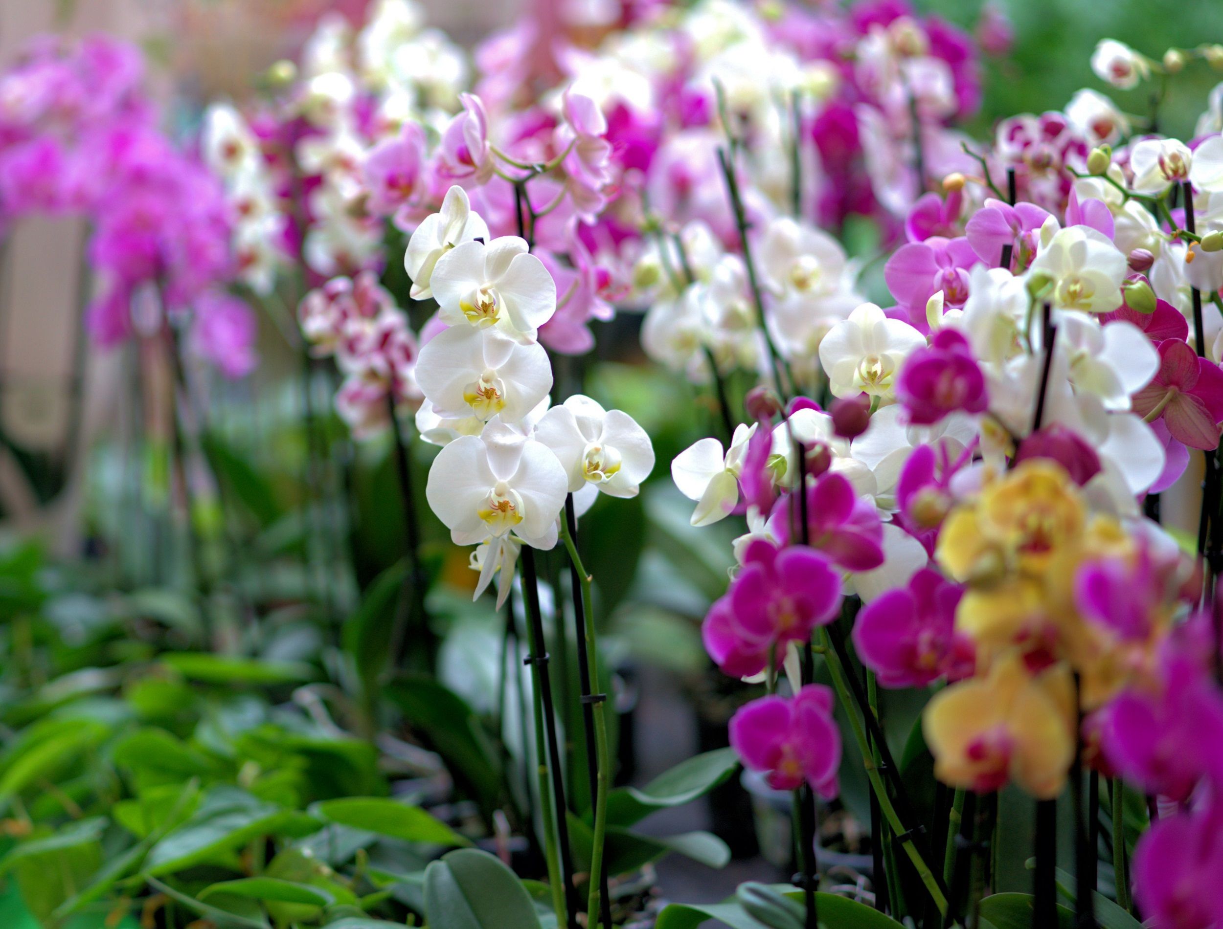 Top Flowers to Celebrate the 2024 Summer Olympics