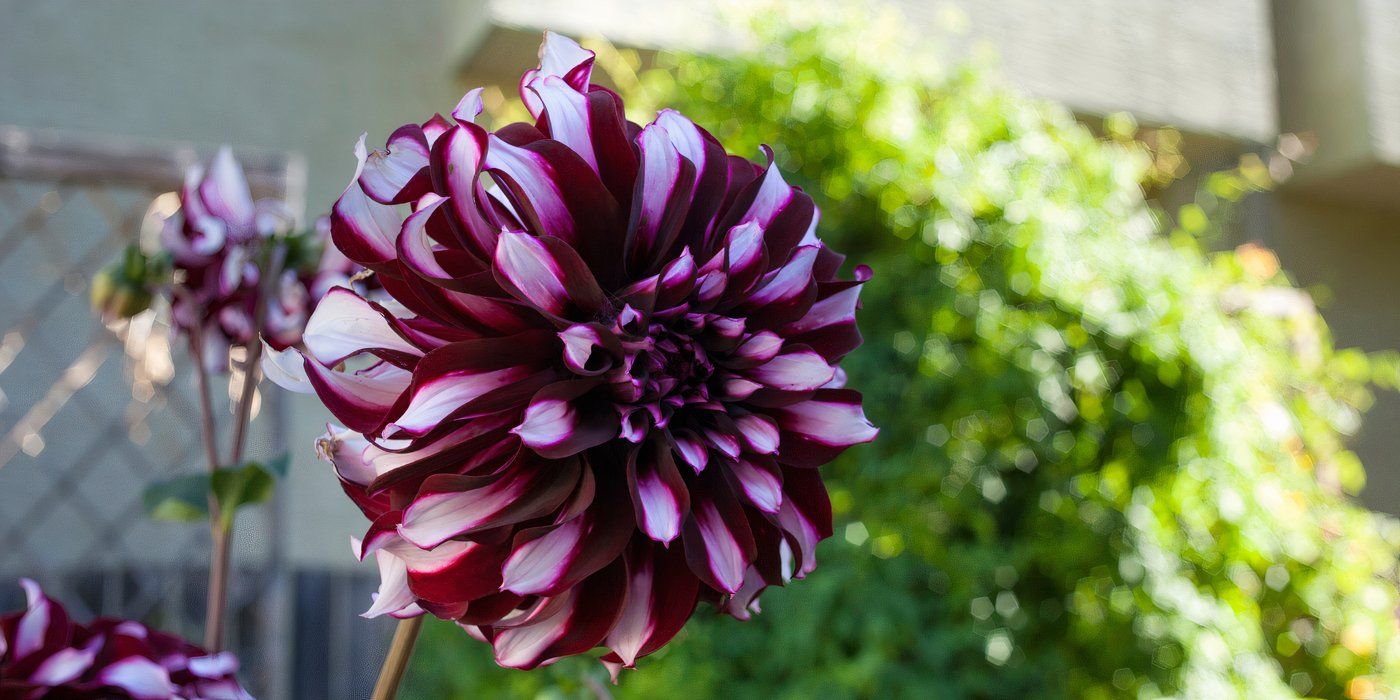 Flowers With Large Blooms: 5 Vibrant Options to Consider For Your Garden