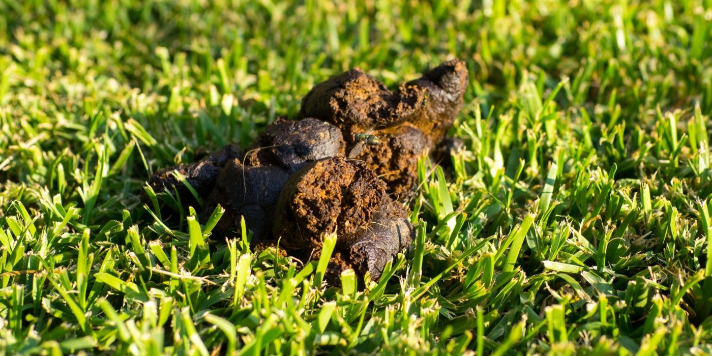 Can Dog Poop Be Good for Your Lawn?