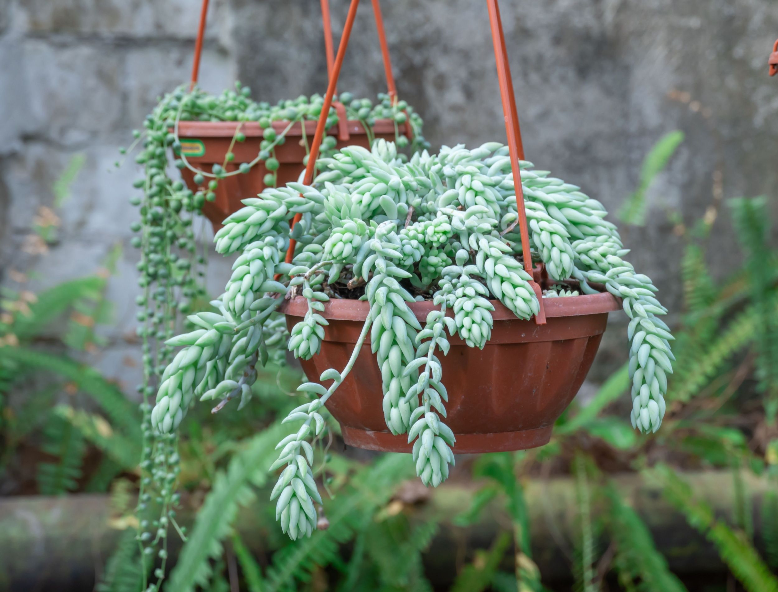 Tiny Plants: 6 Charming Small Indoor Plants