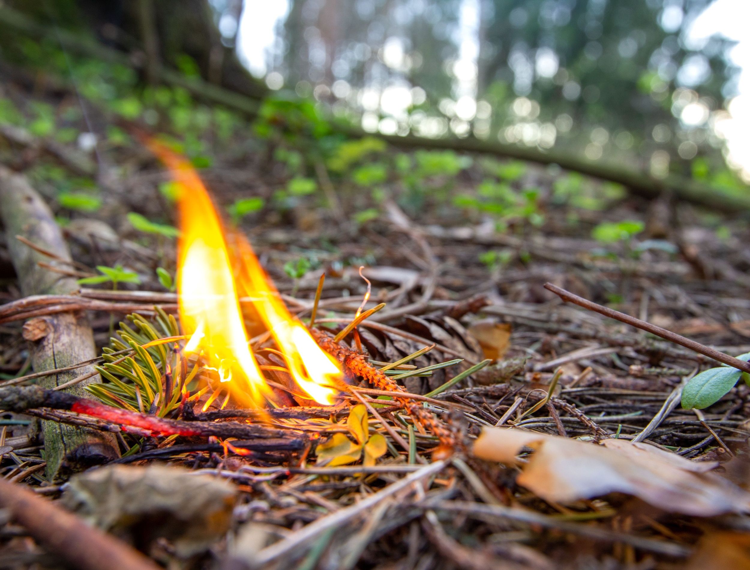 A Complete Guide to Safely Burning Tree Branches
