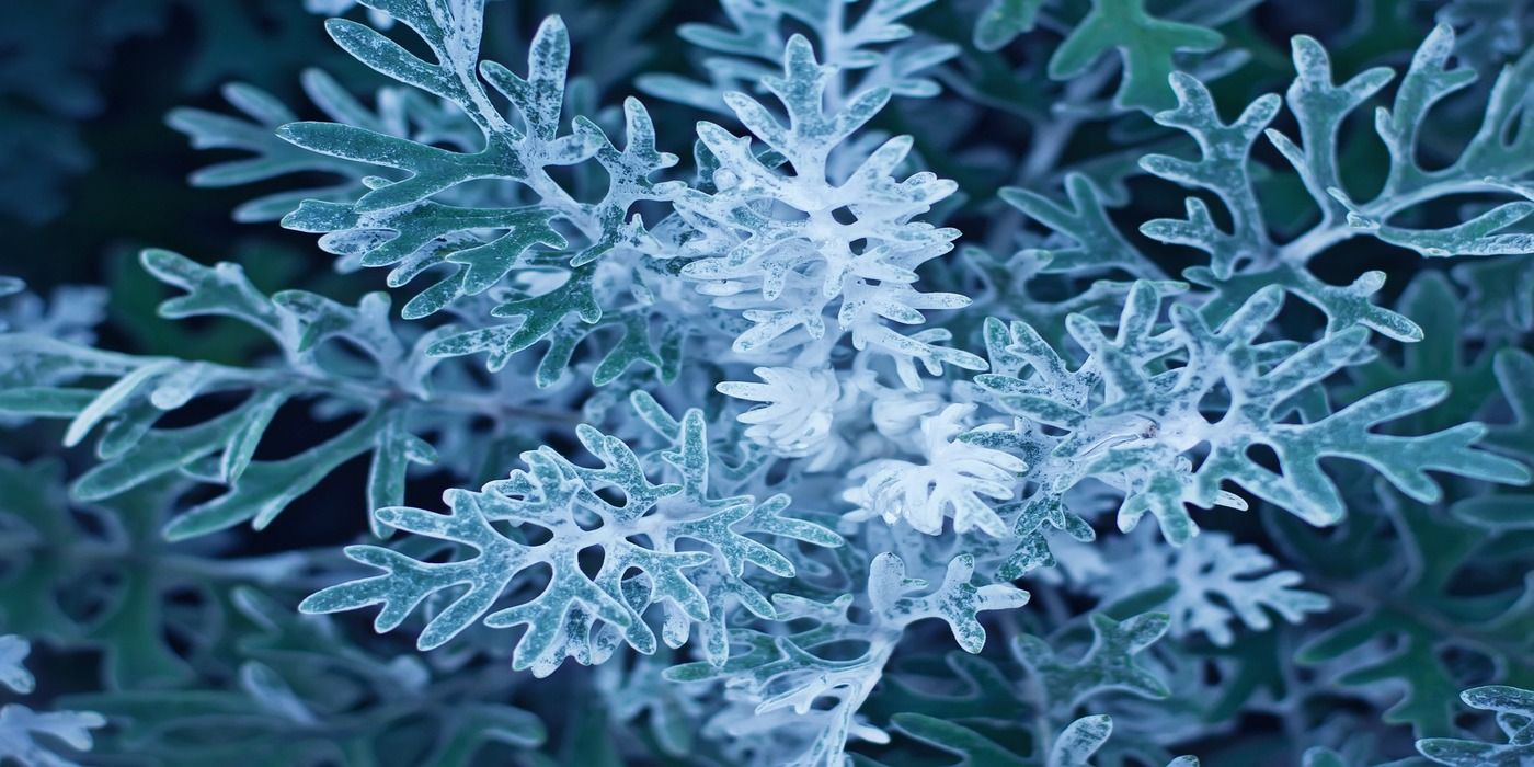 Elevating Outdoor Aesthetics with Non-flowering Plants