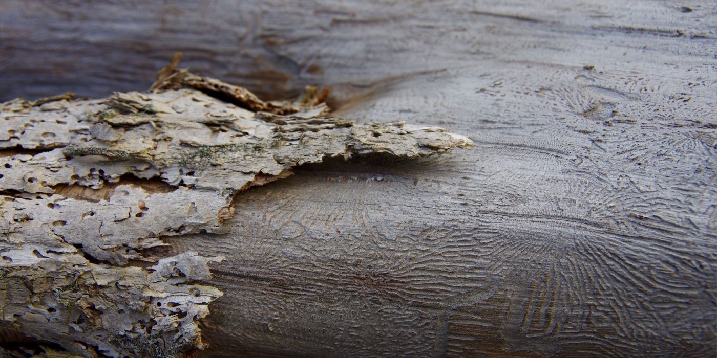 Protecting Your Plants from Deadly Diseases