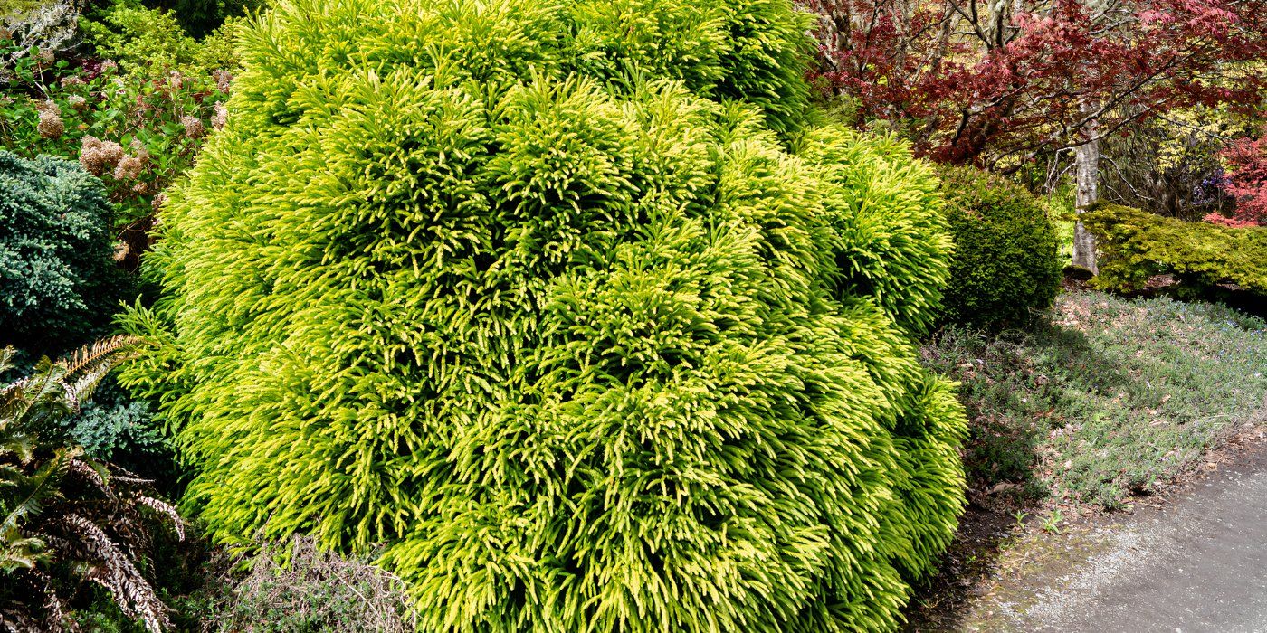 6 Types of Evergreens To Fill In Your Landscaping Design