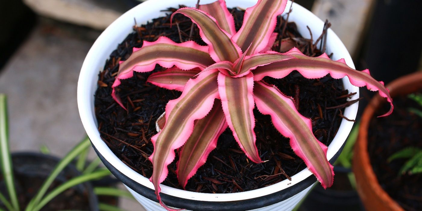 Elevating Outdoor Aesthetics with Non-flowering Plants