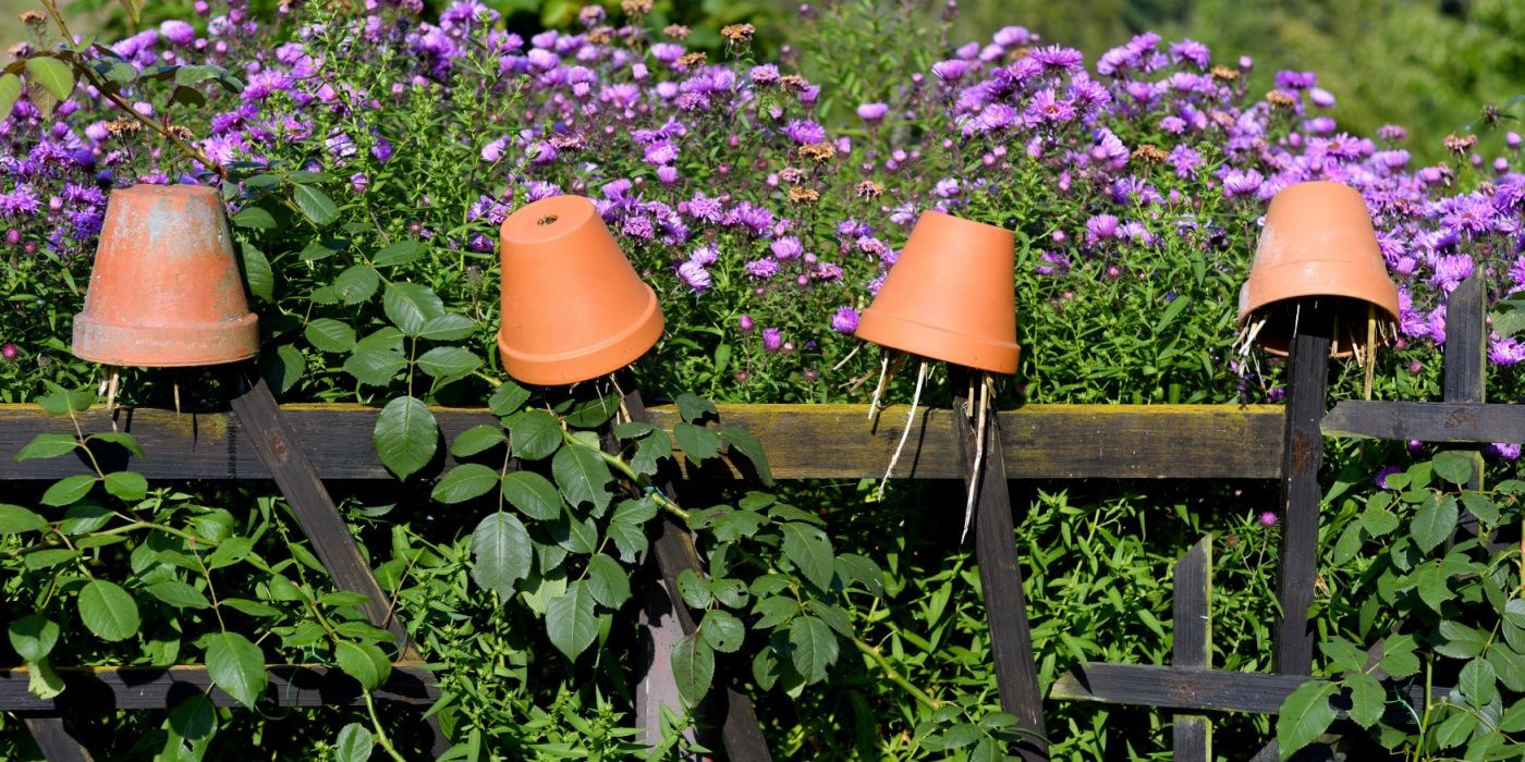 How to Repel Earwigs and Keep Them Away