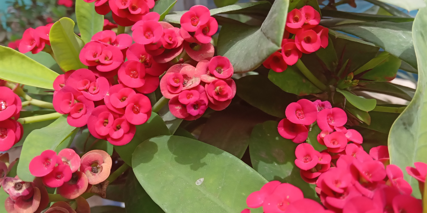 8 Pretty Plants and Flowers For Your Gravel Garden