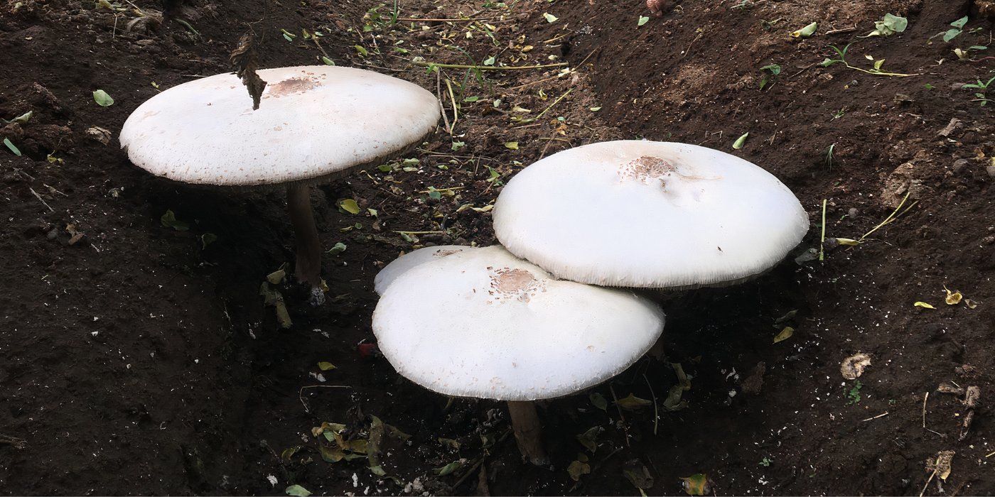 8 Rarest Mushrooms: Keeping an Eye on Exotic Plants