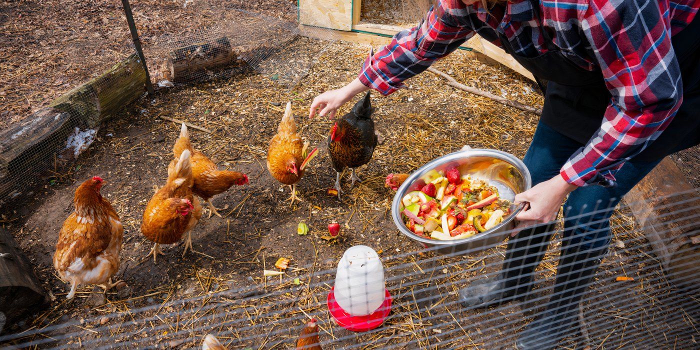 Garden Chickens: How Raising Chickens Improves Suburban Homesteading