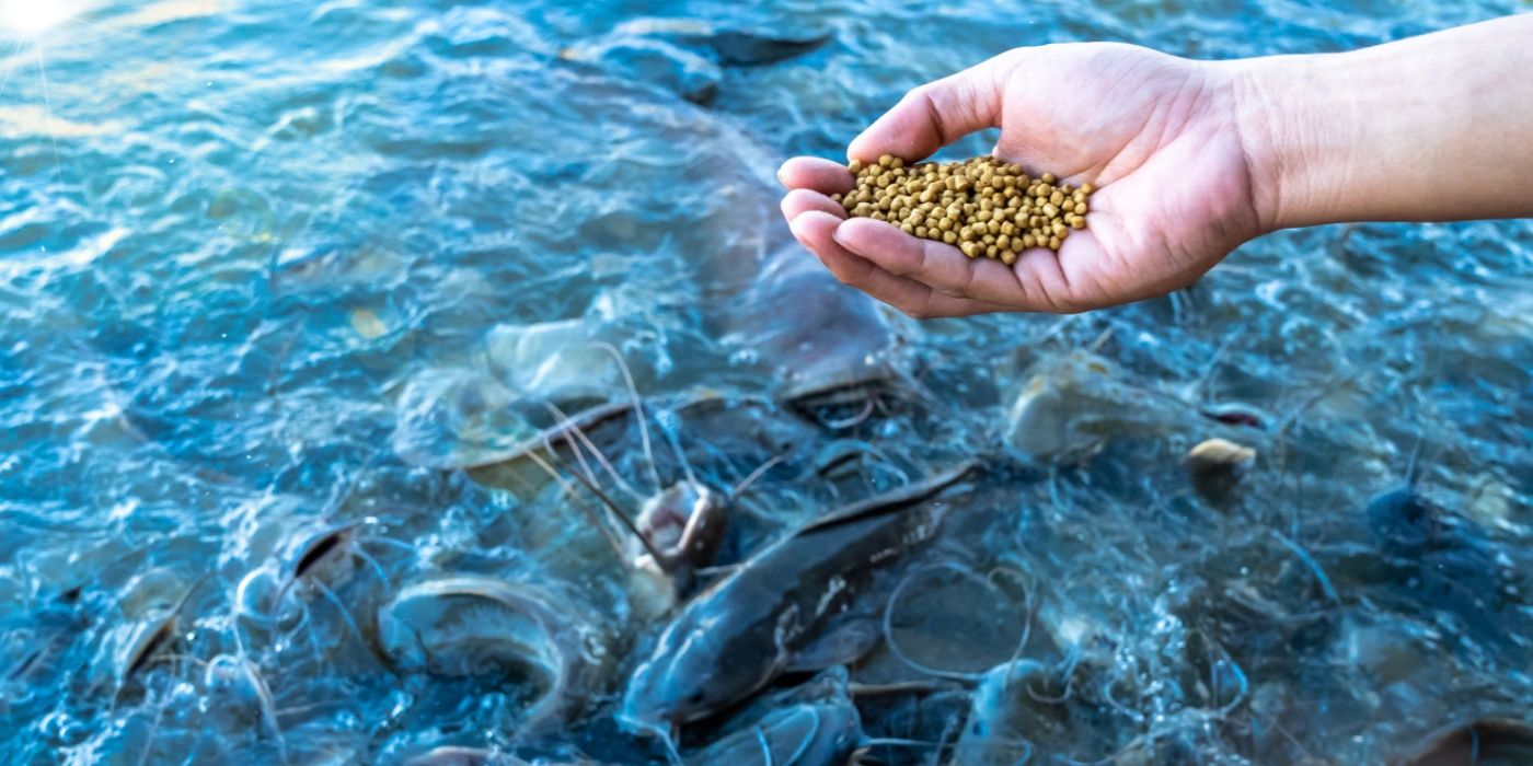 Mastering the Art of Feeding Your Pond Fish