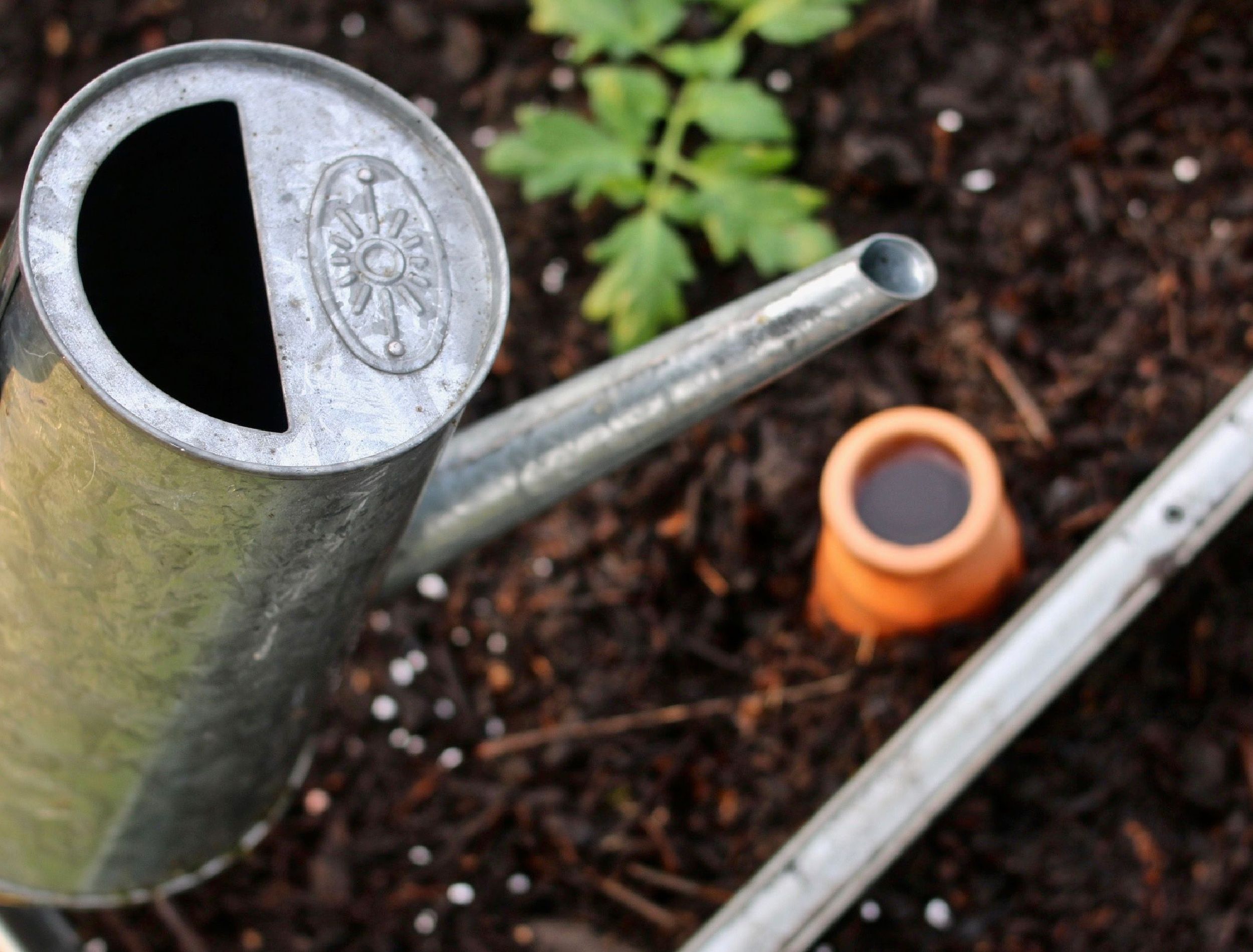 7 Best Fertilizer for Rhododendrons