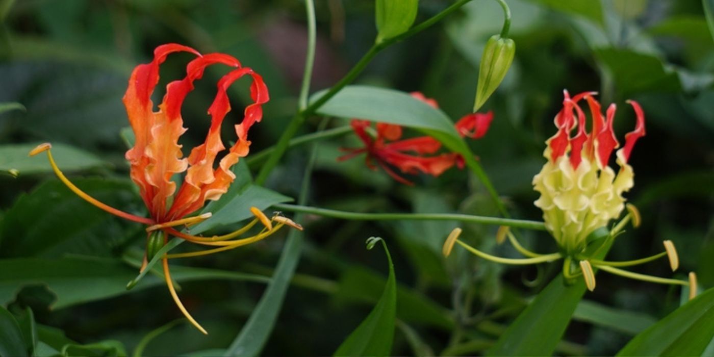 Show Off Your Garden With These 7 Highly Unique Flowers
