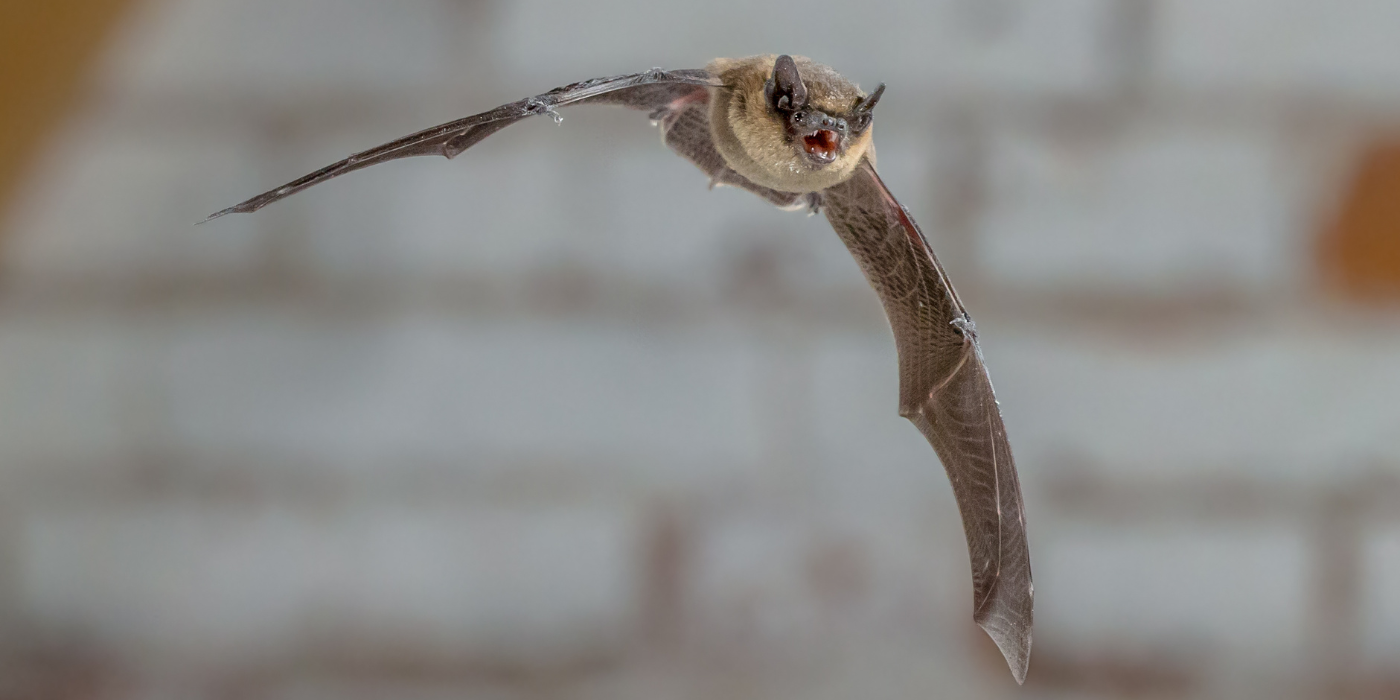 How Natural Pest Control Can Help Fight Garden Insects