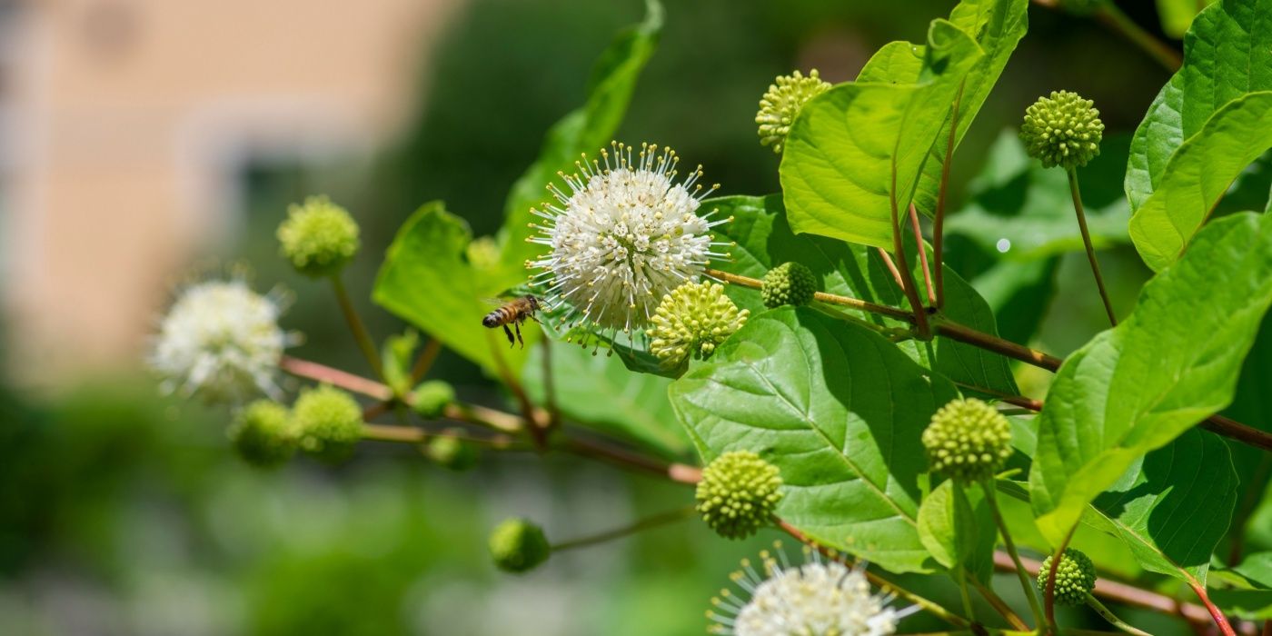 Soggy Soil Greenery: 6 Unique Plants for Poorly Drained Soil