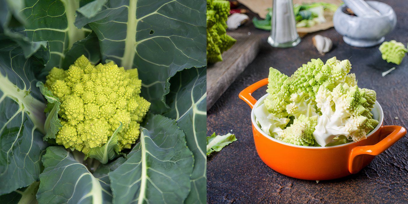 Garden Vegetables: The 6 Prettiest Vegetables To Add To Your Garden Design