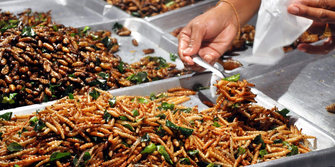 Eating Insects For Food: What Are the Benefits?