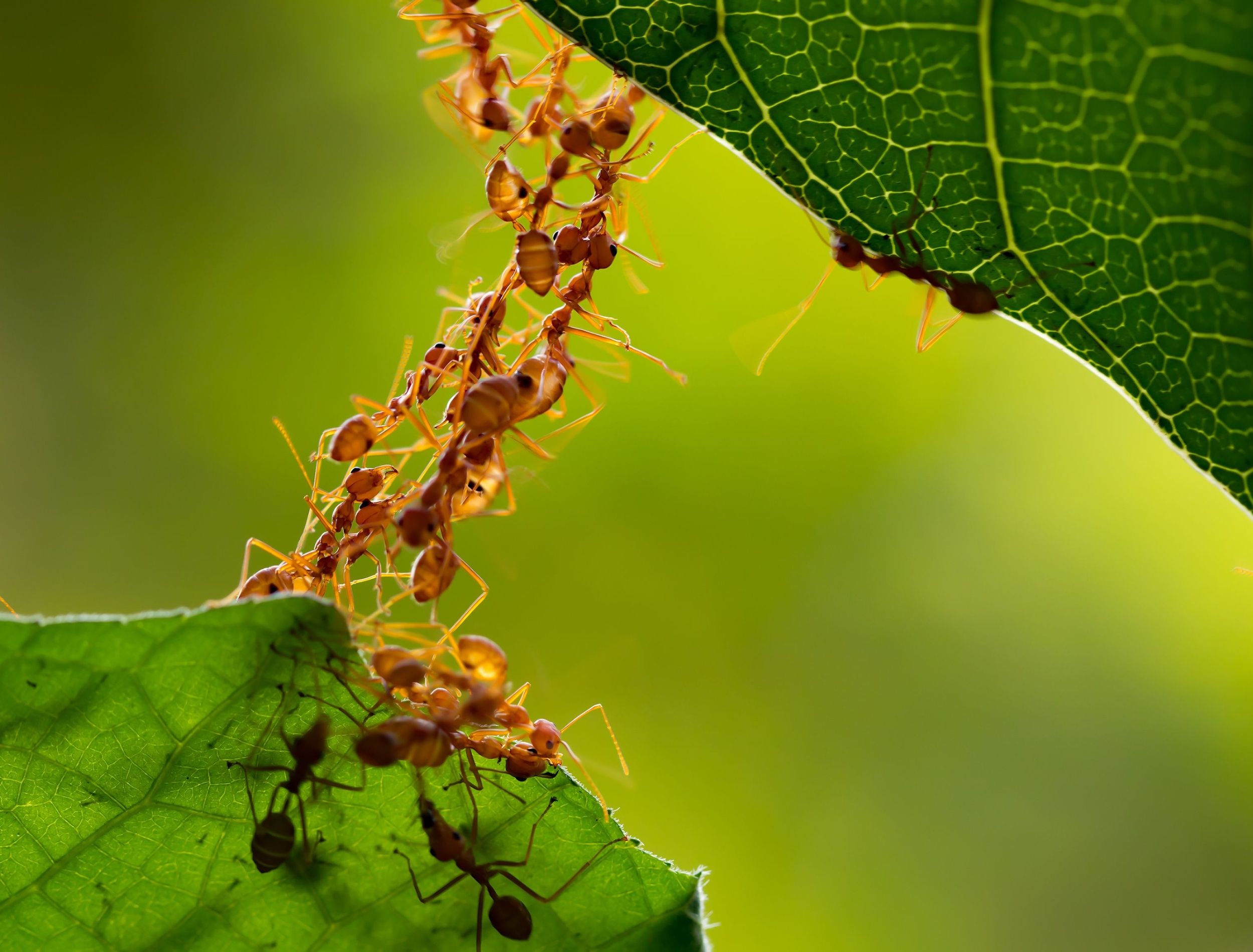 Understanding the Role of Ants in Your Garden Ecosystem