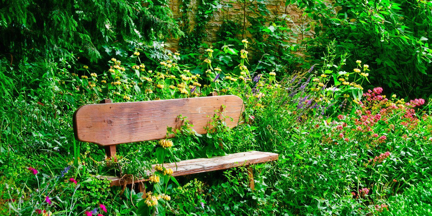 Rewilding: Landscaping Ideas That Support Native Plants and Animals