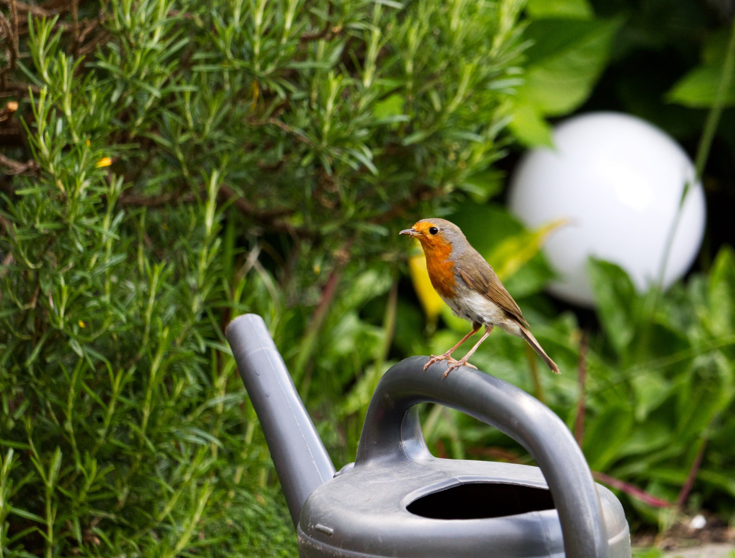 How Natural Pest Control Can Help Fight Garden Insects