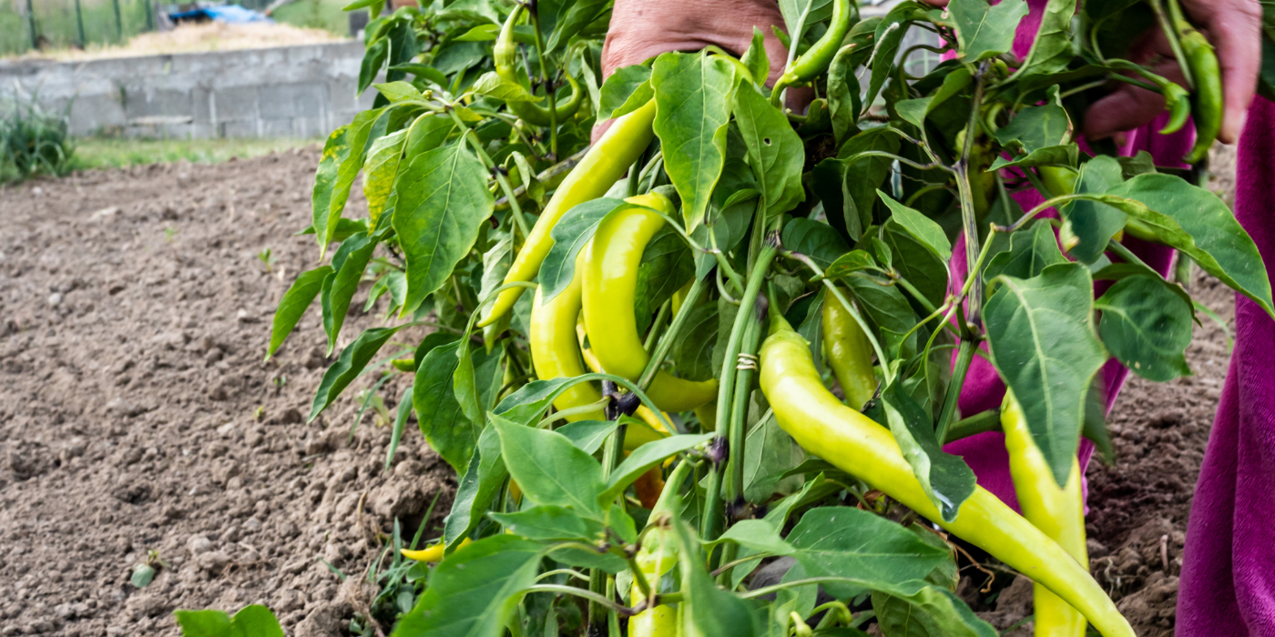 Matching Backyard Vegetables to Your Climate Zone