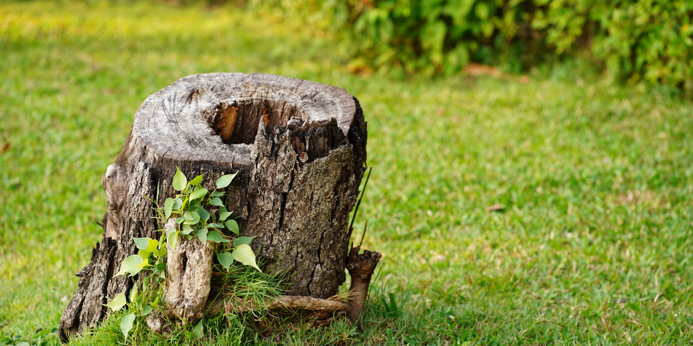 Creative Garden Ideas: Repurpose An Old Tree Stump