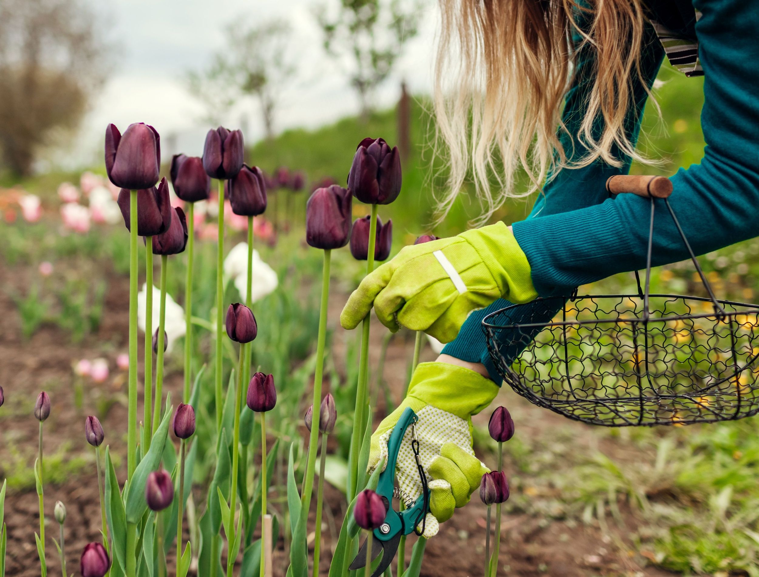 8 Gothic Flowers to Round Out Your Gothic Garden Design