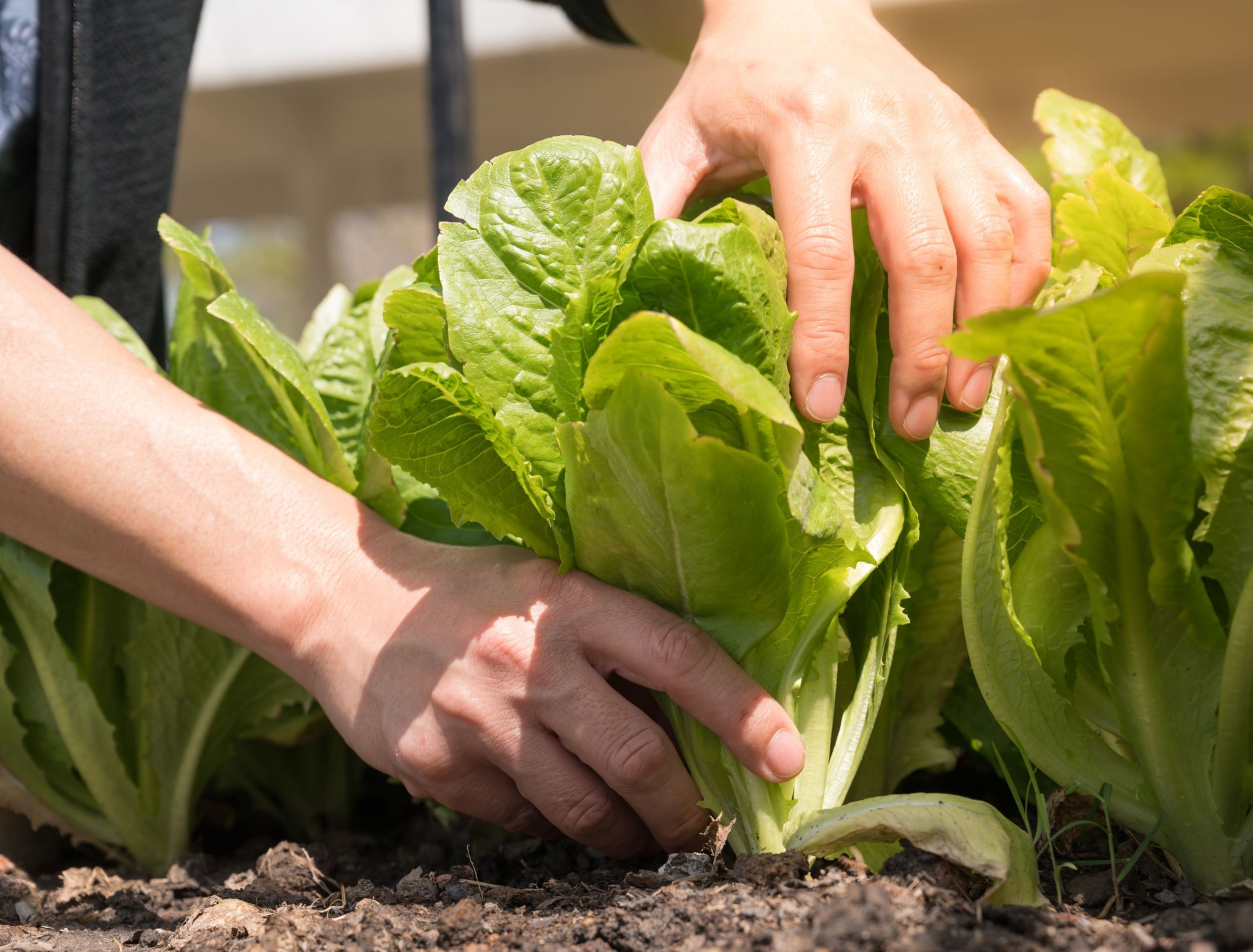 15 Succulent Garden Ideas For Your Backyard