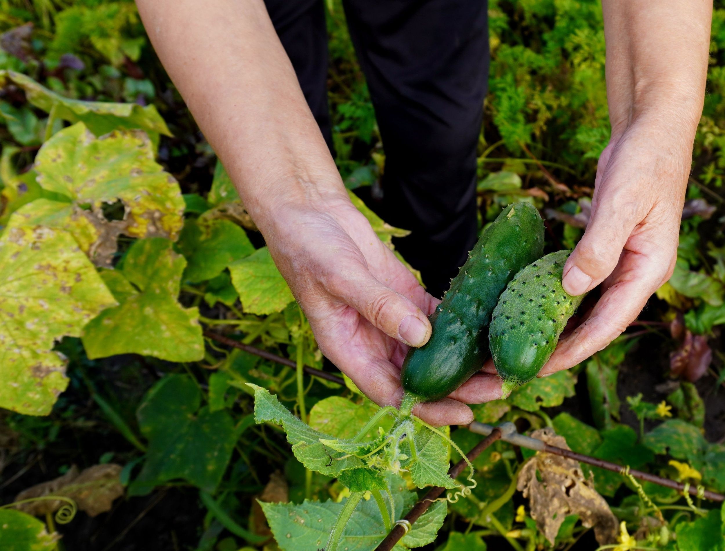 Matching Backyard Vegetables to Your Climate Zone