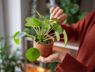 How To Use Baking Soda To Kill Aphids