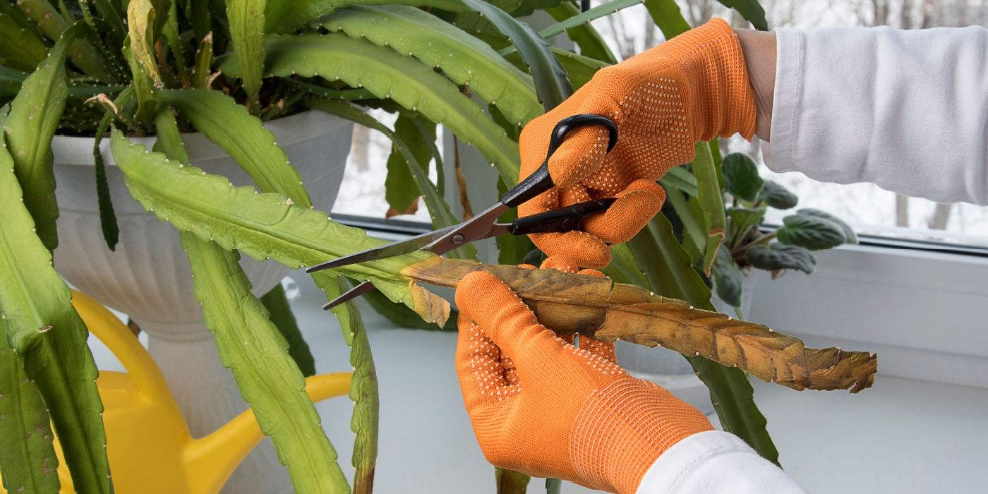 Rapid Plant Revival: Expert Strategies