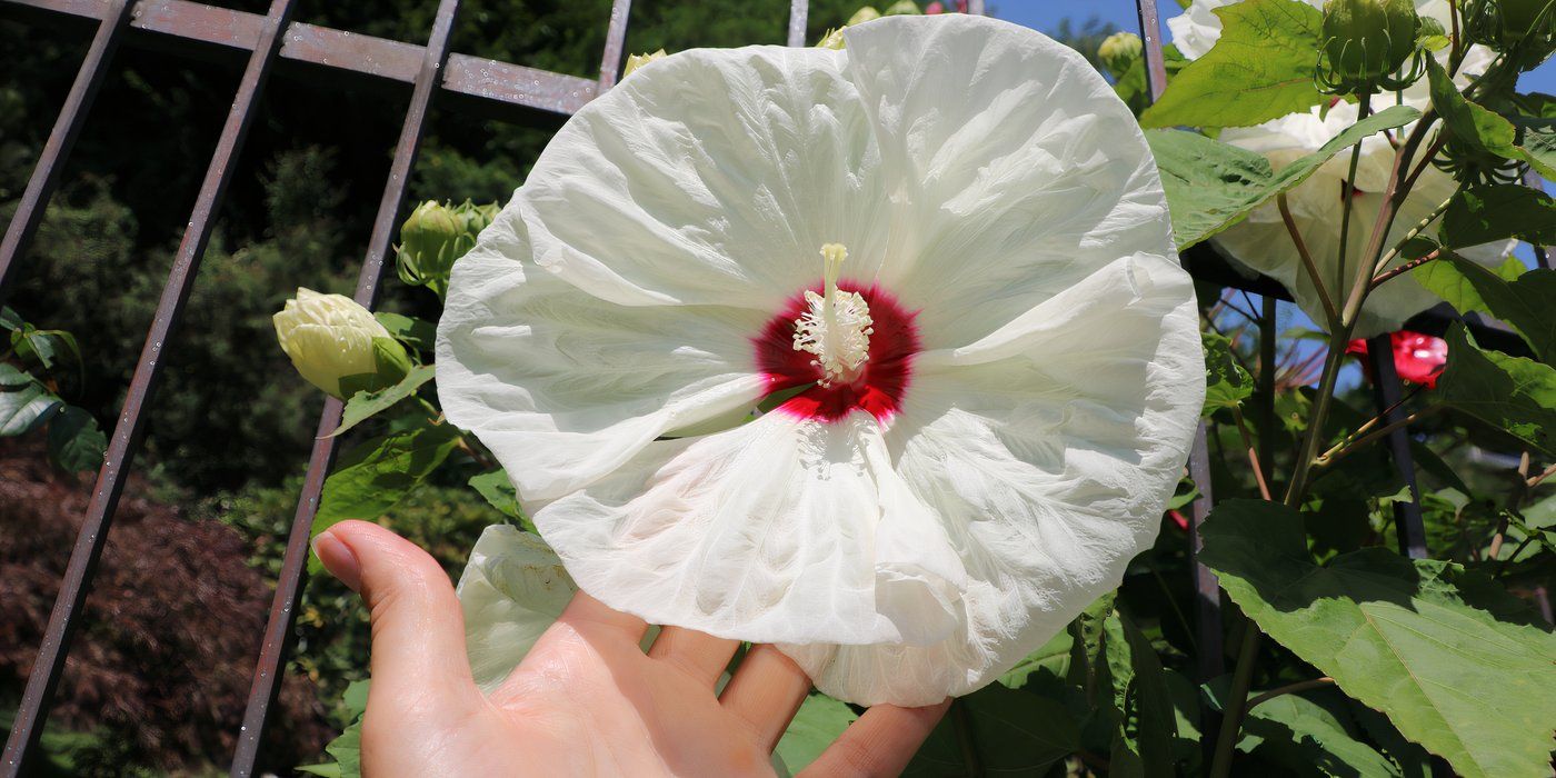 Flowers With Large Blooms: 5 Vibrant Options to Consider For Your Garden