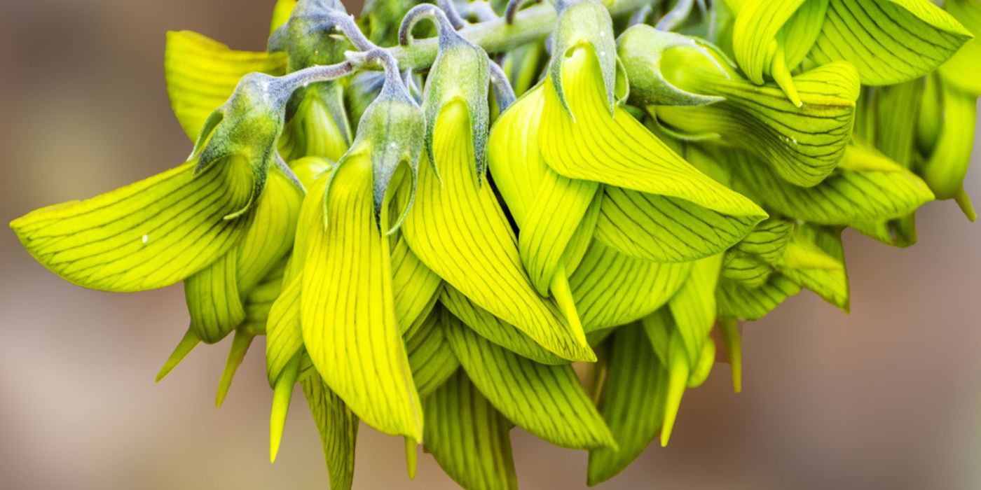 Grow These 6 Plants That Look Like Animals
