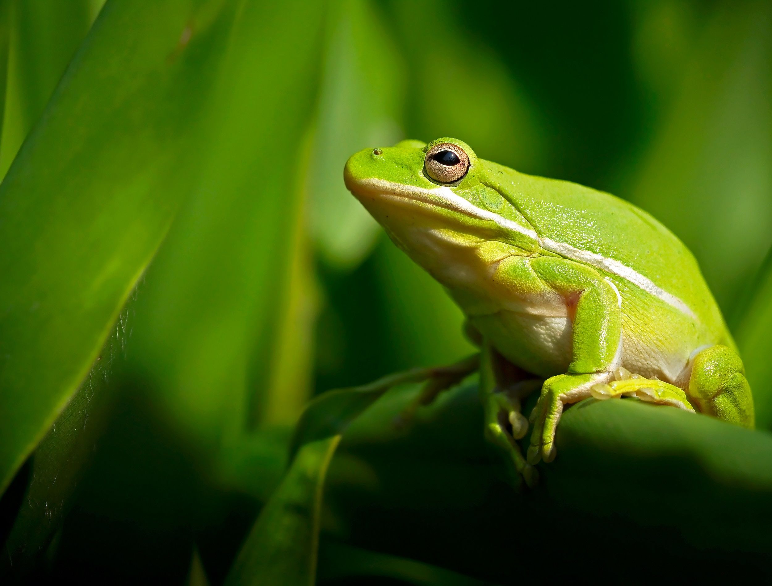 Try Using Frogs and Toads as Natural Pest Control