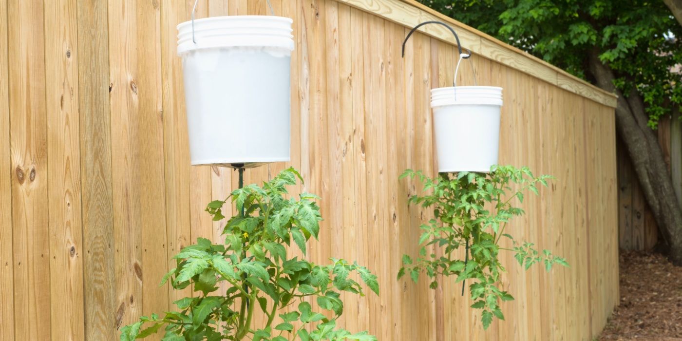 Creative Ways to Grow Tomatoes Without a Garden