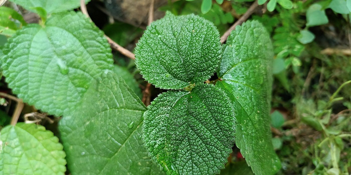 A Deadly Encounter: The Menacing Gympie Gympie Tree