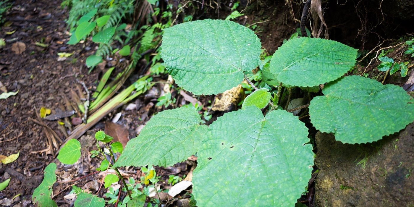 A Deadly Encounter: The Menacing Gympie Gympie Tree