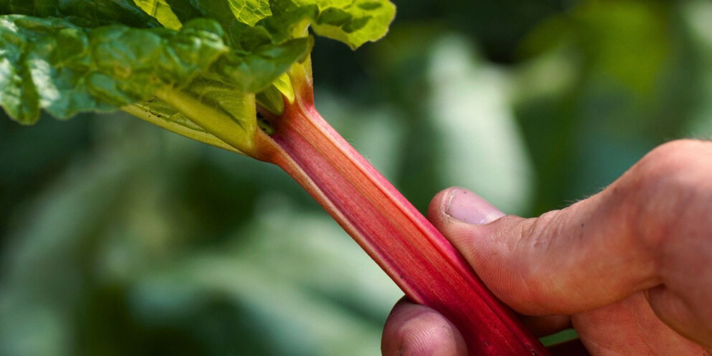 6 Edible Plants That Contain Poison