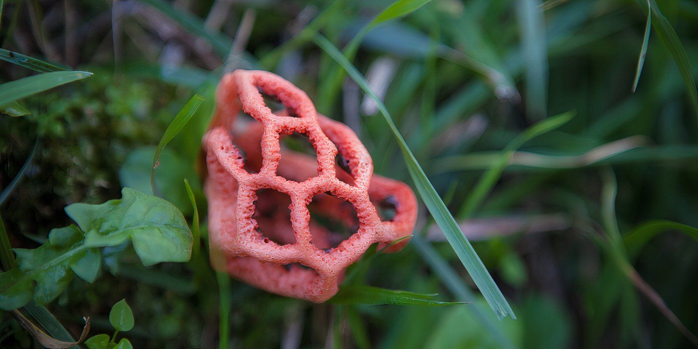 8 Rarest Mushrooms: Keeping an Eye on Exotic Plants