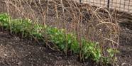 Garden Design Ideas X4 Ways To Beautify Plant Supports