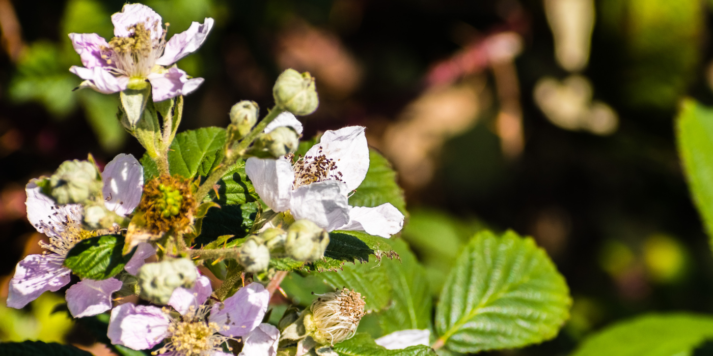 7 Invasive Plant Species To Avoid Hosting In Your Garden or Yard