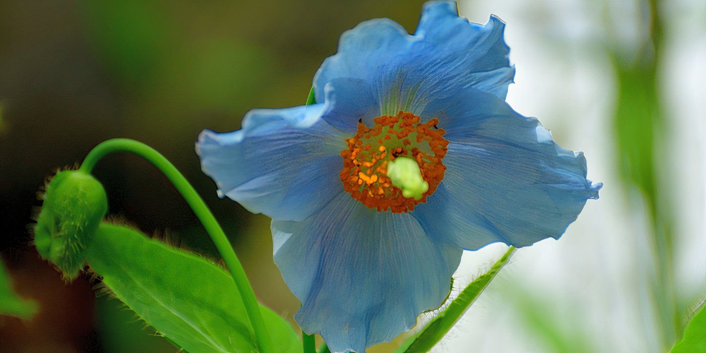 Rare Colores: 7 Flowers With a Striking Color Palette