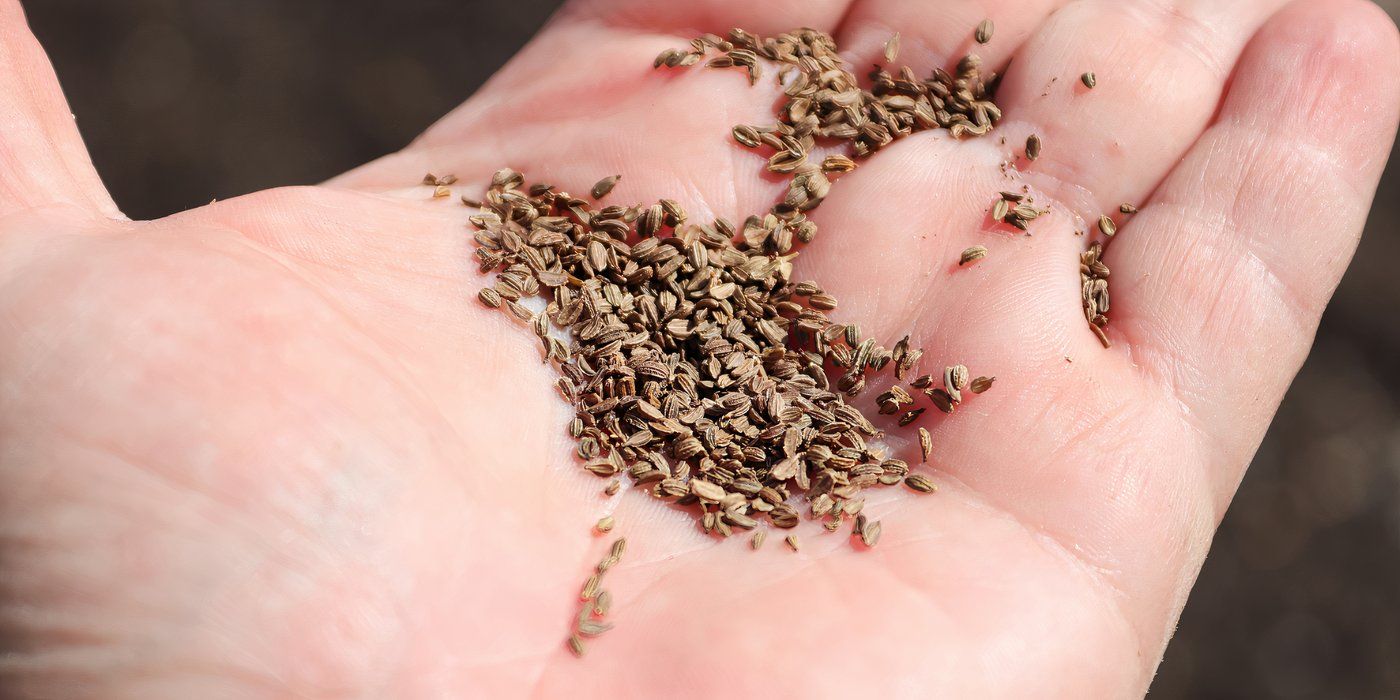 Garden Supplies: 6 Essential Seeds To Keep On Hand