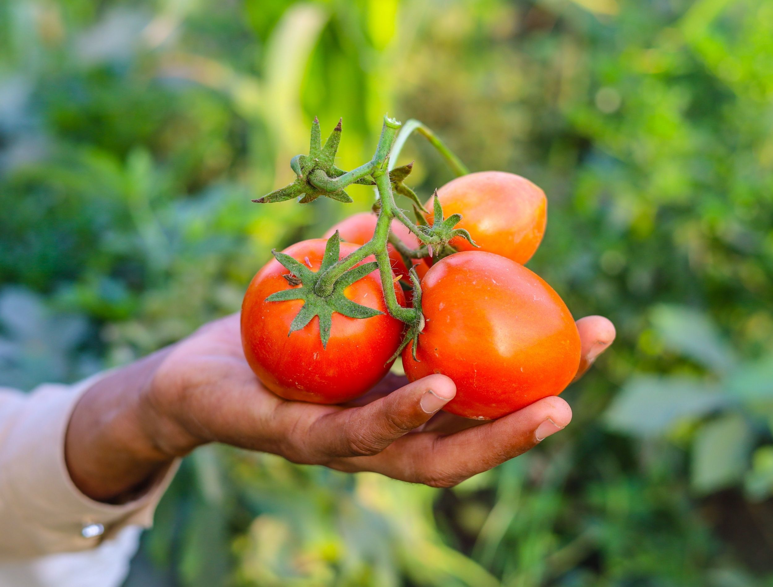 Tomato Magic: 8 Simple Recipes to Highlight Your Garden's Best