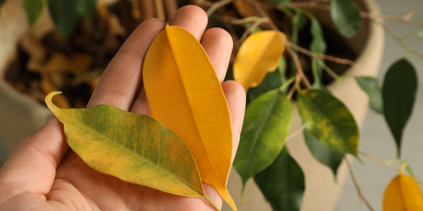 Secrets to Achieving Lush Greenery with Epsom Salt