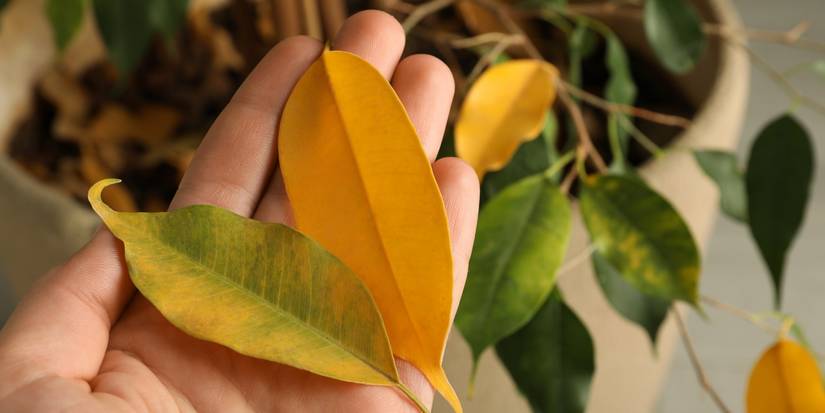 Rapid Plant Revival: Expert Strategies