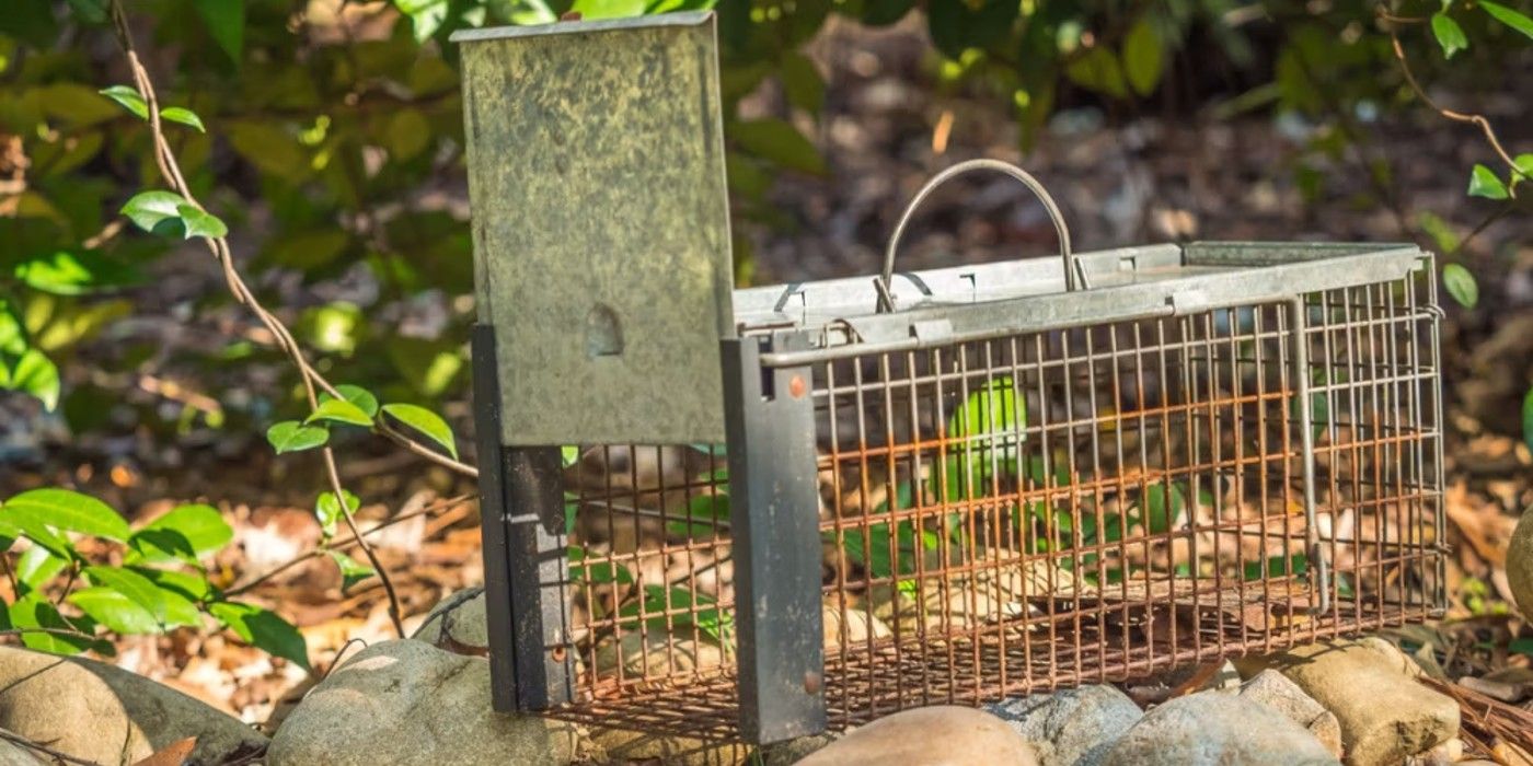 How to Repel Groundhogs From Your Yard