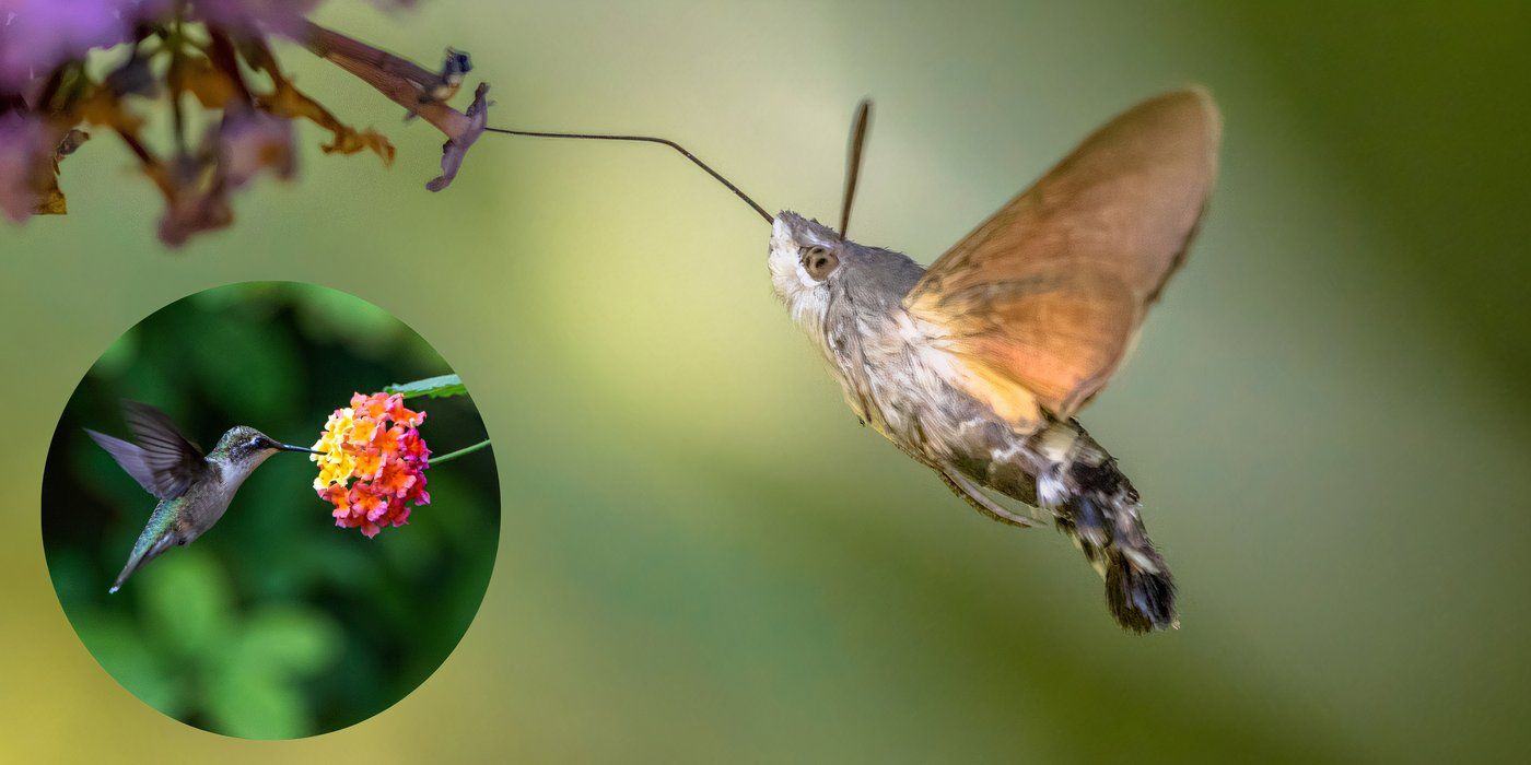 What is the Hummingbird Hawk Moth and How Does it Benefit Your Garden?