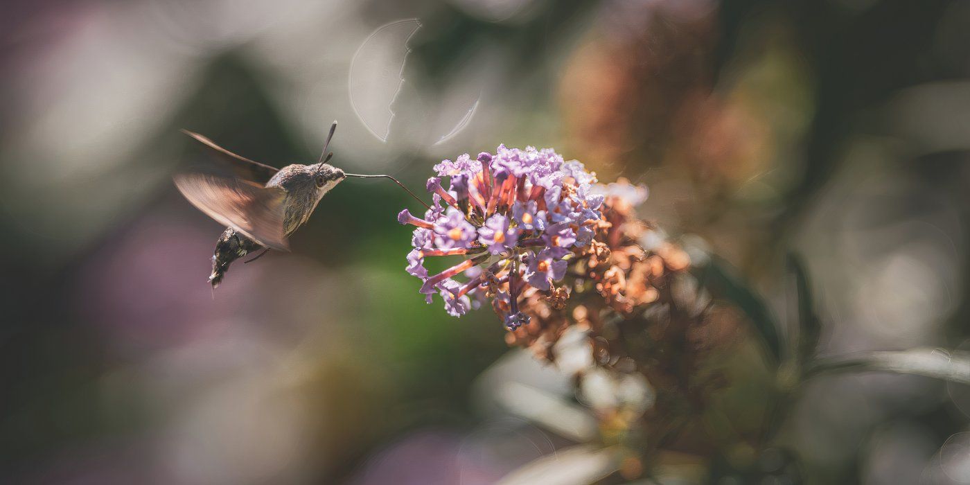 What is the Hummingbird Hawk Moth and How Does it Benefit Your Garden?