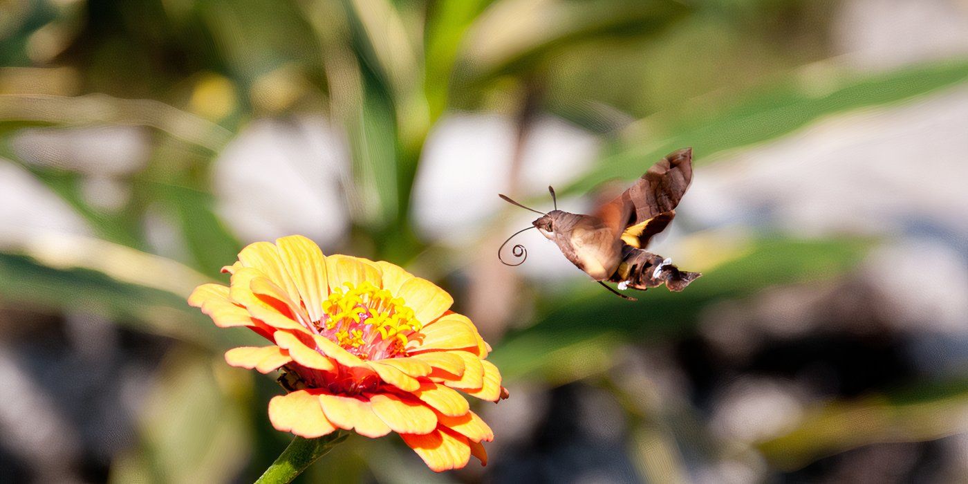 What is the Hummingbird Hawk Moth and How Does it Benefit Your Garden?
